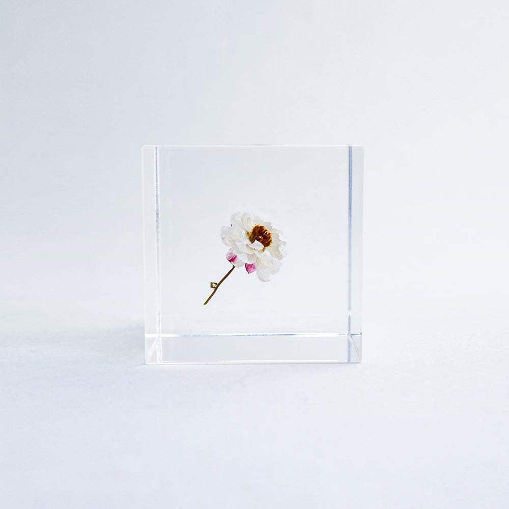 Chamomile sunray – Usagi no Nedoko