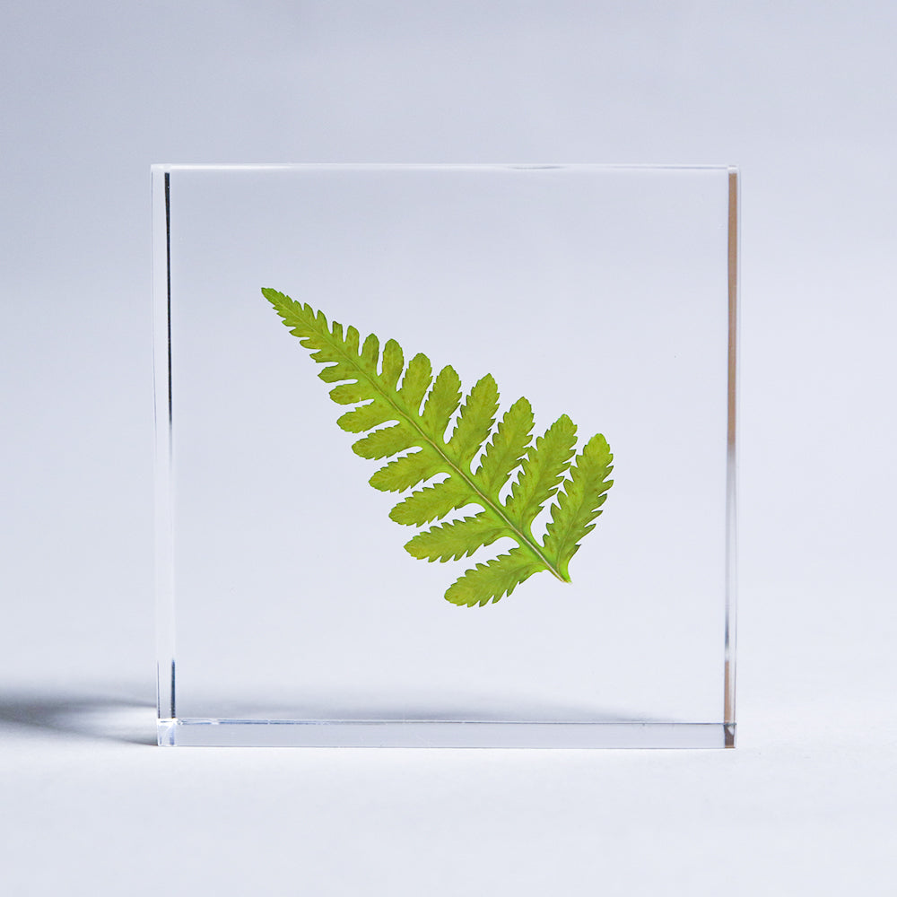 Davallia sp. – Usagi no Nedoko