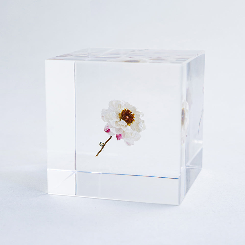 Chamomile sunray – Usagi no Nedoko