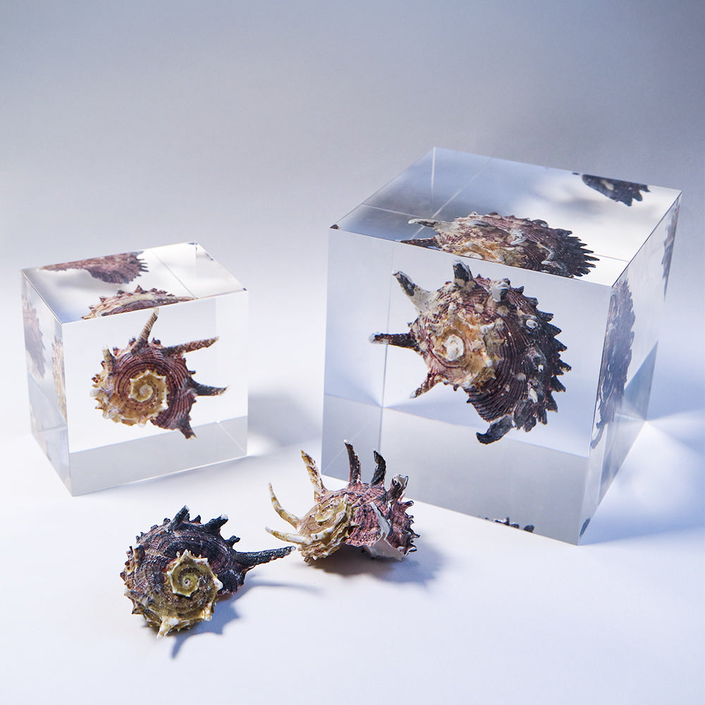 Angaria delphinus melanacantha – Usagi no Nedoko