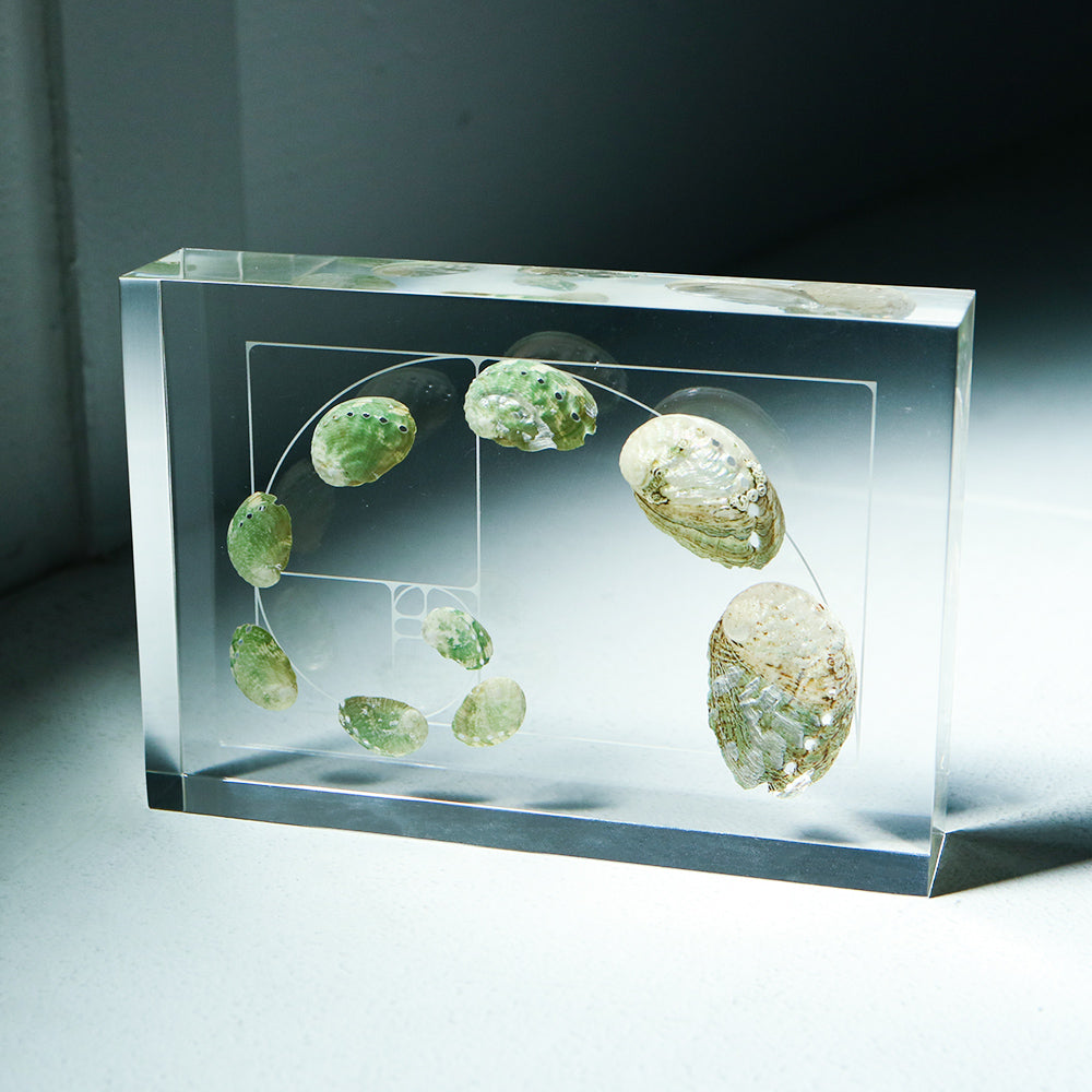 Sanriku hisui awabi(Jade Abalone Shell) 【Growth Stage Specimen】 – Usagi ...