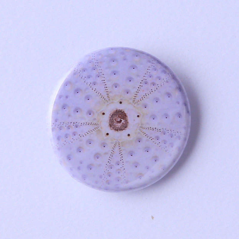 Centrostephanus rodgersii – Usagi no Nedoko