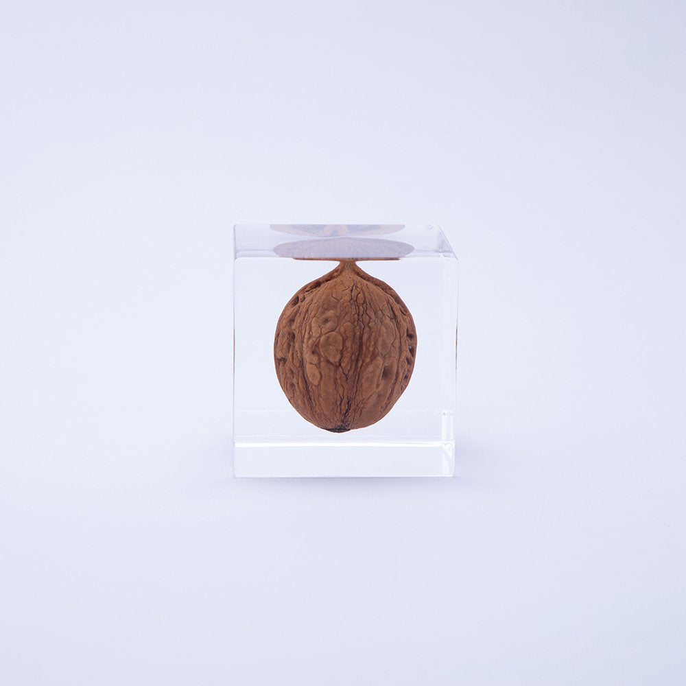 Japanese walnut – Usagi no Nedoko